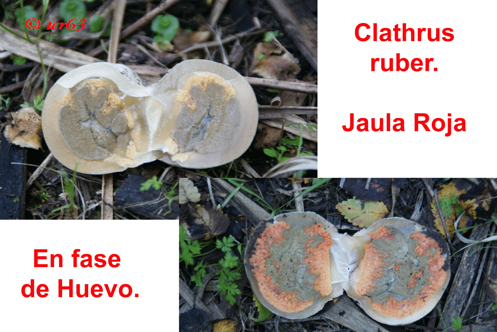 Setas de Guareña: Clathrus ruber. Clastro rojo.