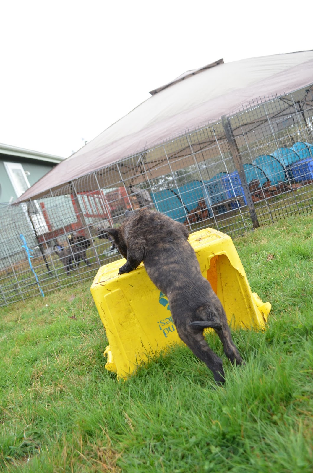 Pleasant Dreams Farm: T minus 7 days.