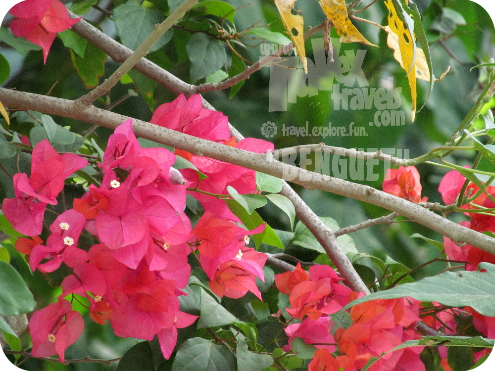 Itogon Hot Springs: Tips and Guide - Travex Travels - Travel. Explore ...