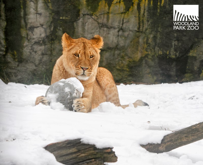 Snow day at Woodland Park Zoo