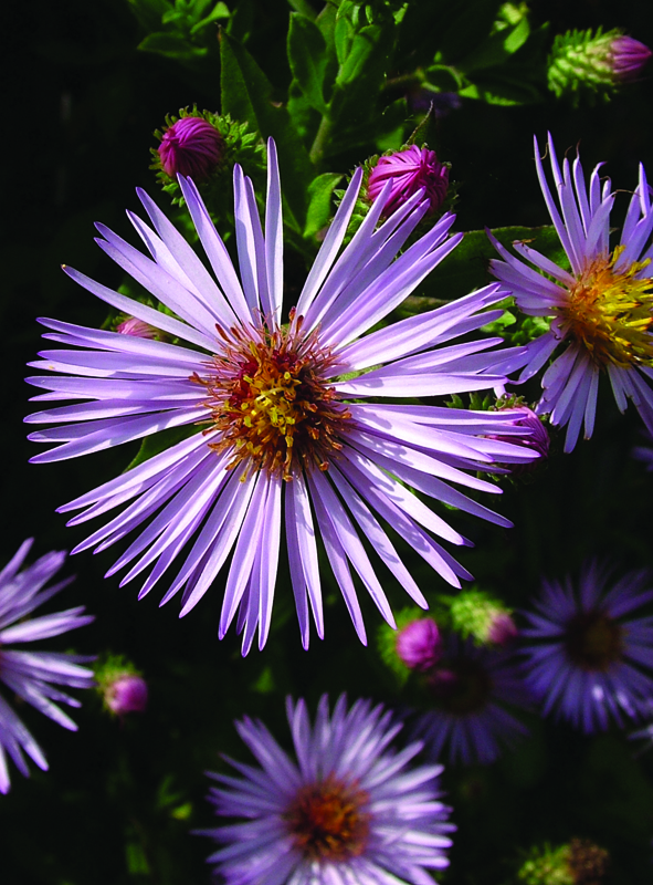 gardens@duke: Fall Plant Sale Preview: Climbing Aster