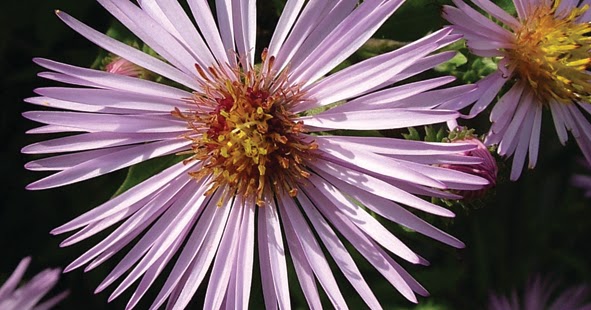 gardens@duke: Fall Plant Sale Preview: Climbing Aster