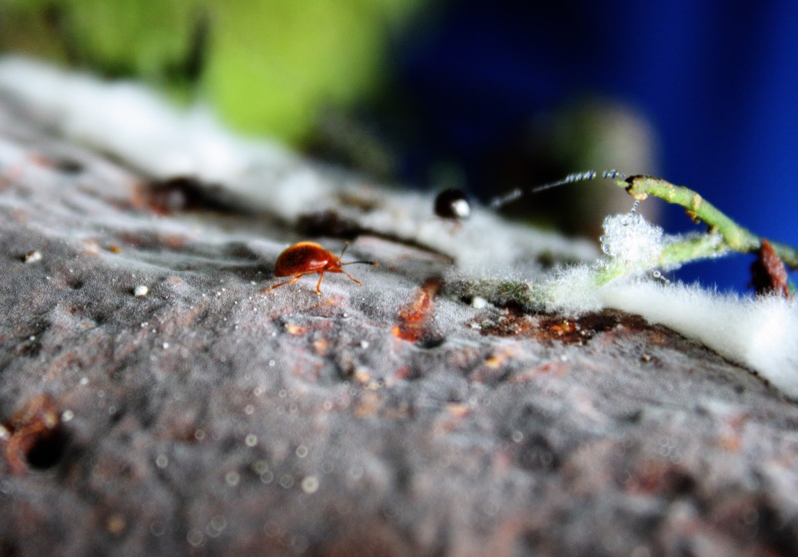 INSIDE PHOTOGRAPHY: ¡Insecto a la vista!