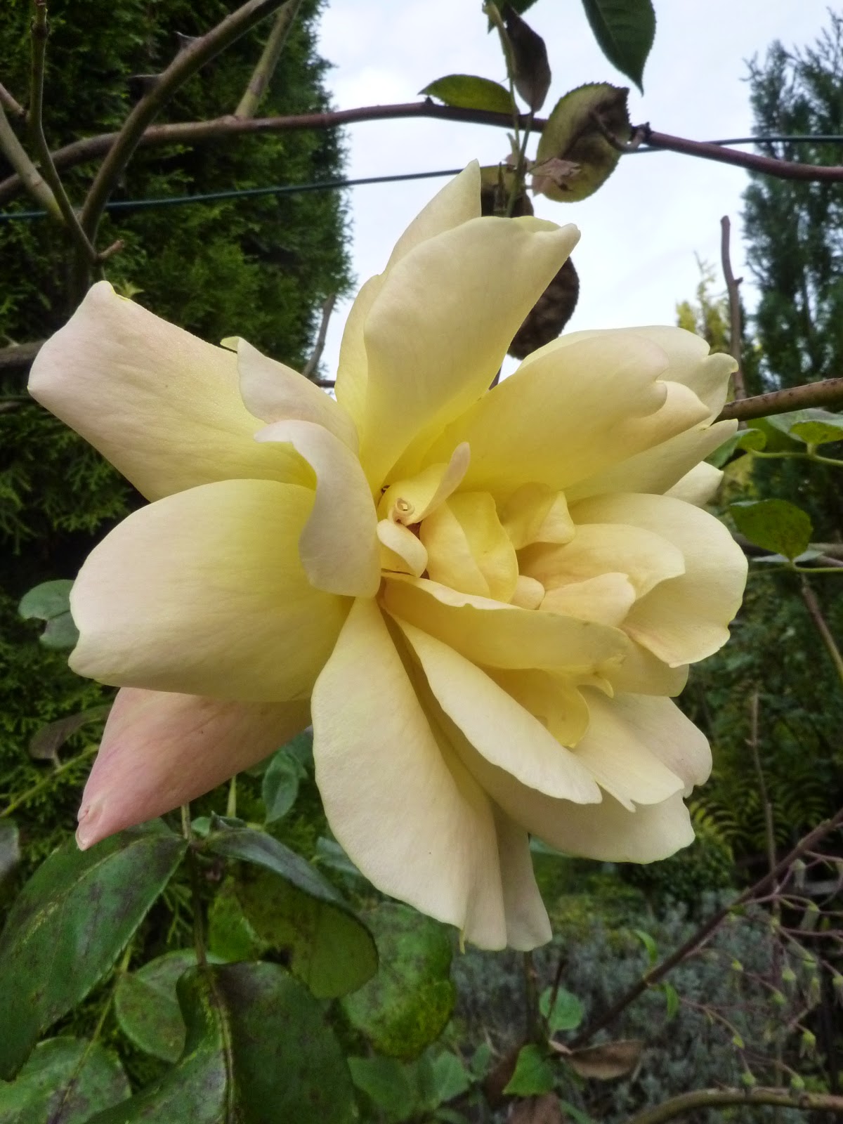 le jardin de marianne: roses d'automne