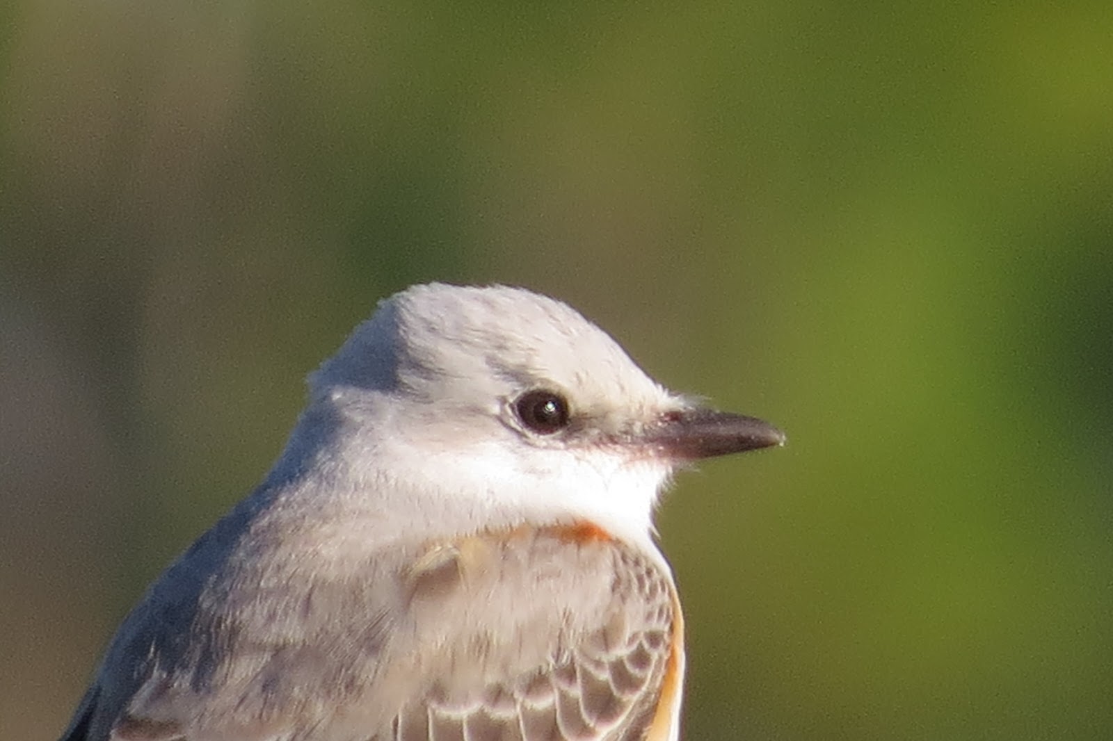 Florida Suncoast Birding: Scissor-tailed Flycatcher