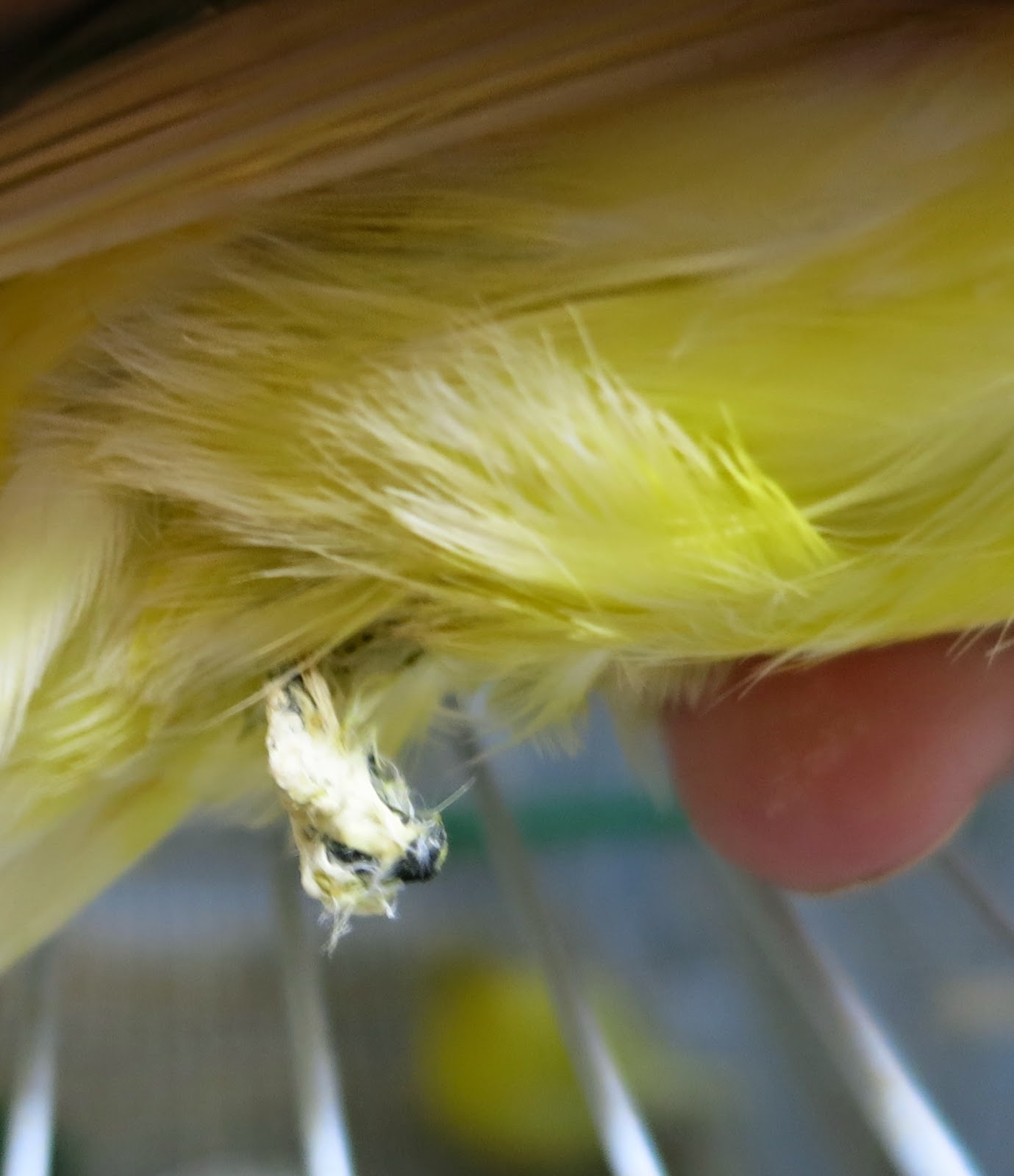 Canary Tales: Too Much Of A Good Thing - Portion Control