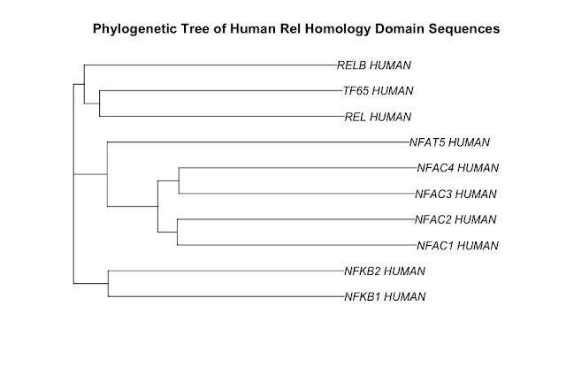 R for Biochemists: Drawing a simple phylogenetic tree of the human rel ...