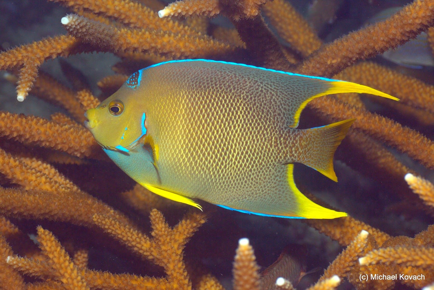 Cordova Dive Blog: 29 June 2014