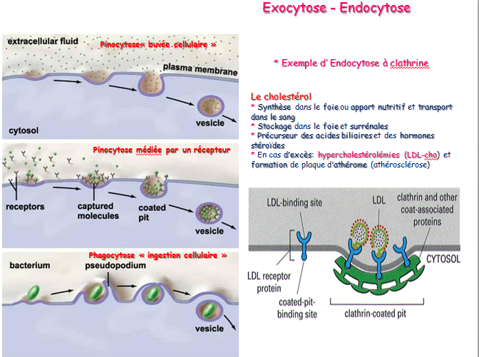 [Tuto-S1] - Endocytose et Exocytose - SVI-MAROC