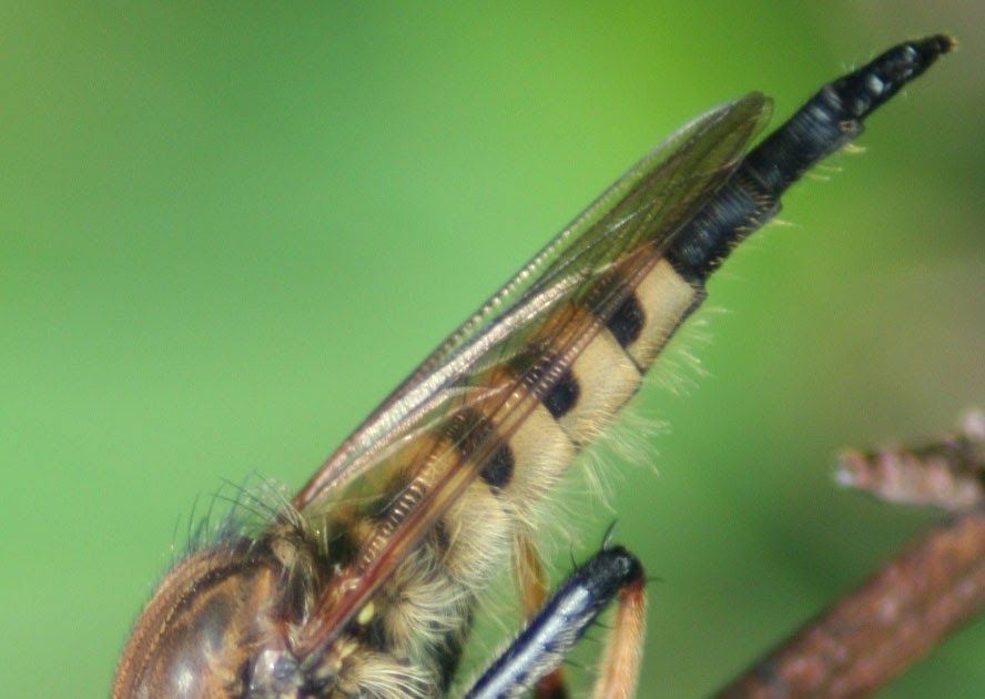 Naturaleza Viva : TABANO (Tabanus)