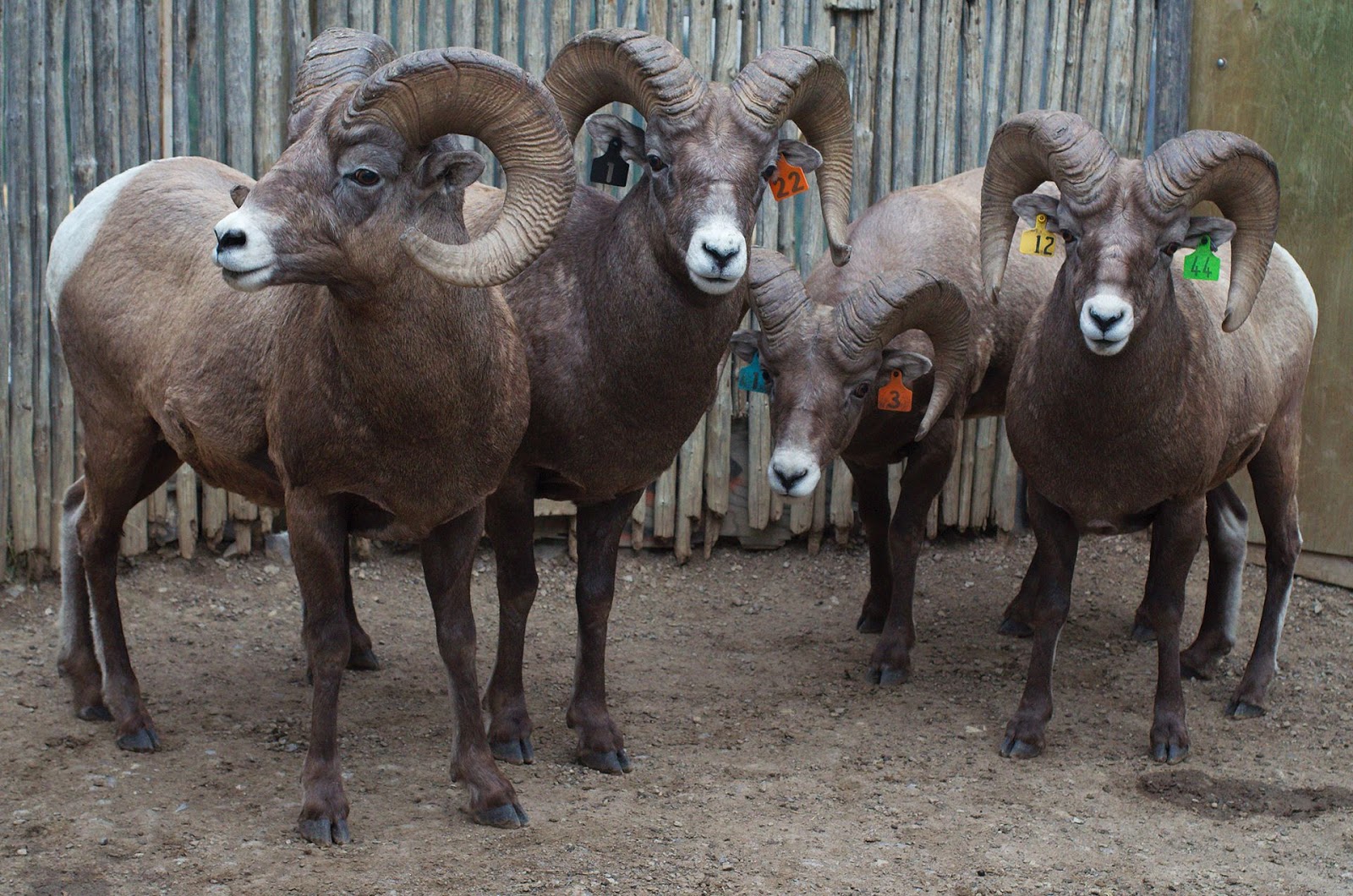 Eco-Evo Evo-Eco: Like it or not, intense trophy hunting causes ...