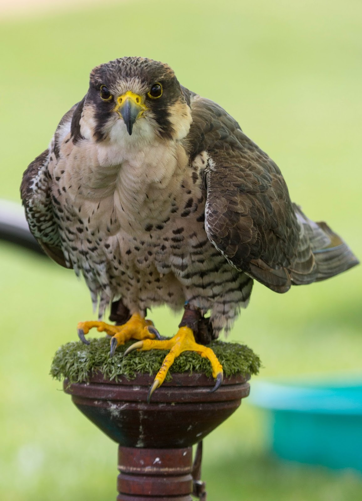 Escapes and Photography: Children's Summer activities and Falconry ...