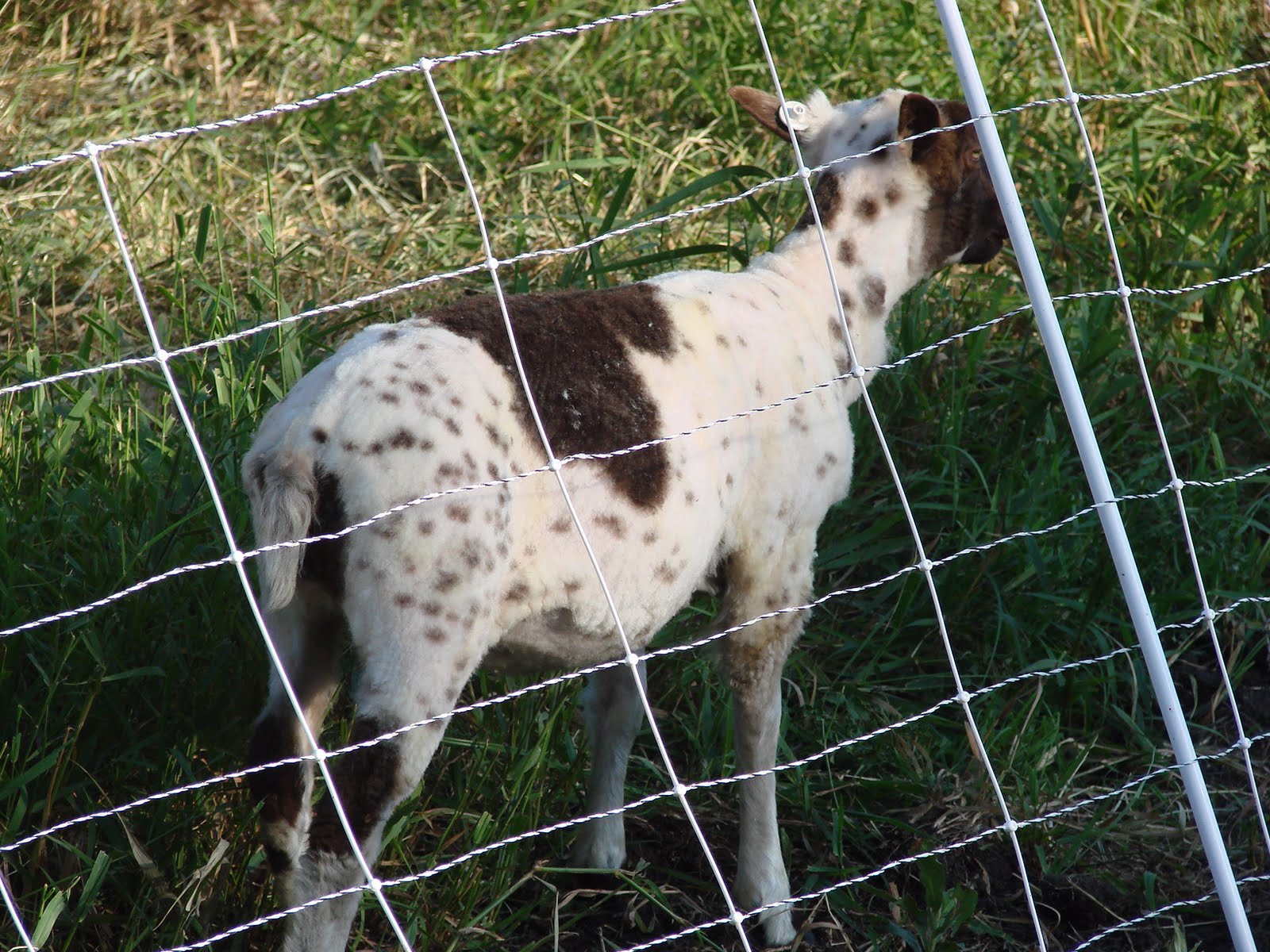Kilpelän Luomutila ja Sen Ympäristö: Sheep Shearing