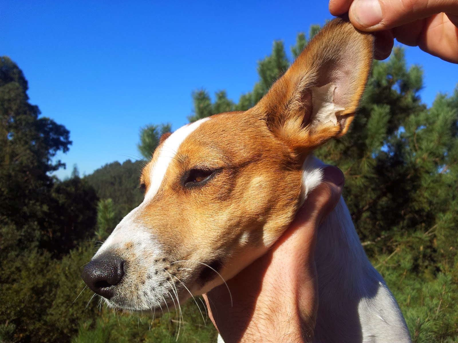 Jack Russell - Puro Terrier: Las orejas de los Jack Russell