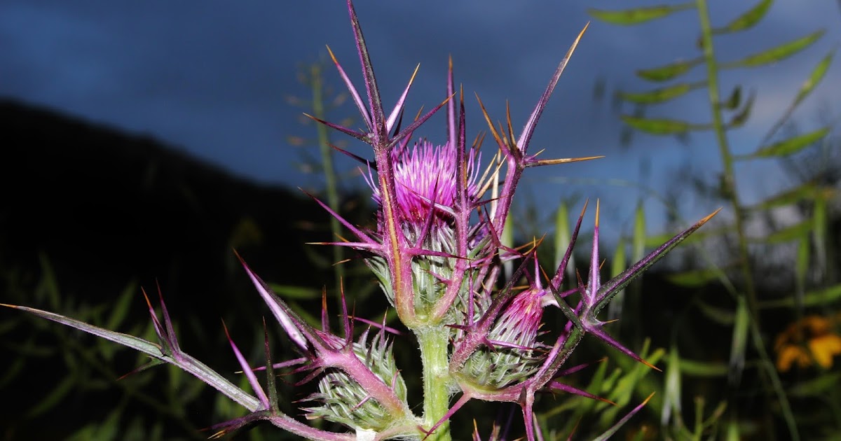Biodiversity of Cyprus by NGO Protection of the Natural Heritage and ...