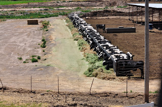 meat: Manure lagoon question