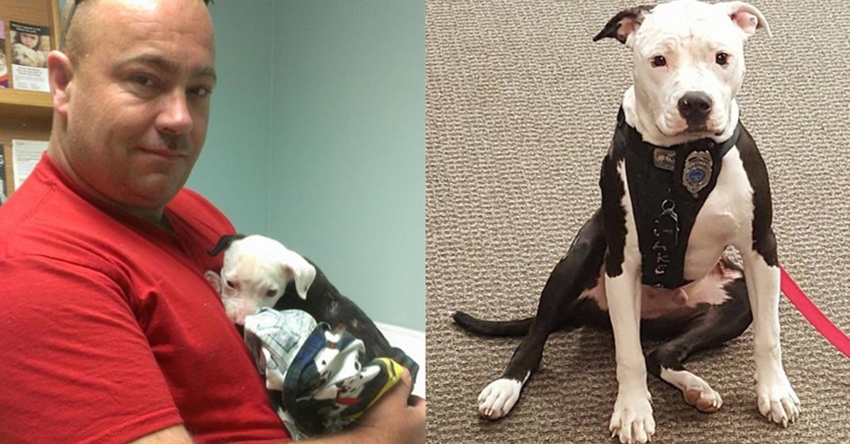 Buzz FR: Ce pompier sauve un Pitbull d'un incendie. Mais ce qu'il en ...