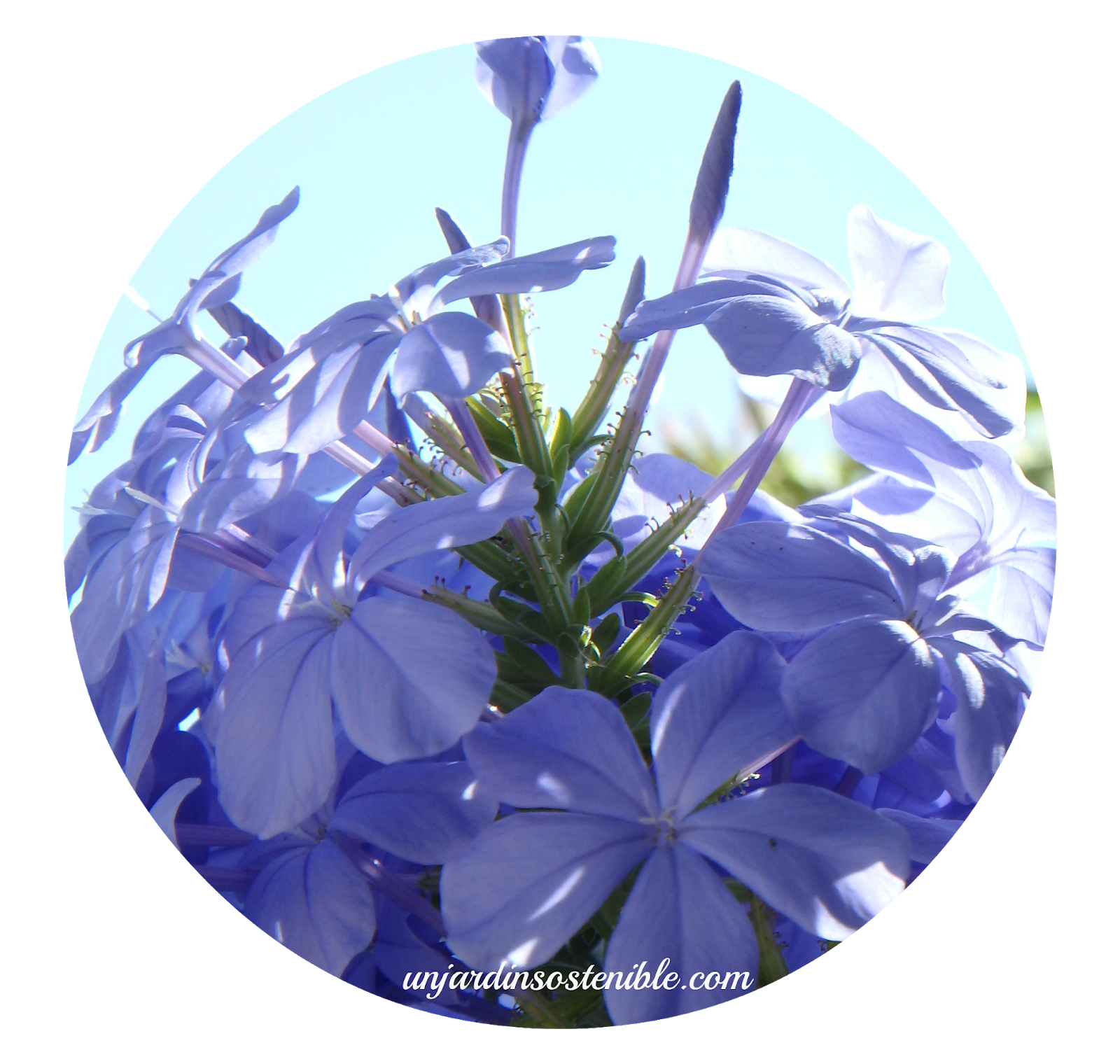 Plumbago auriculata (Celestina, Jazmín azul, Plumbago, Azulina etc.)