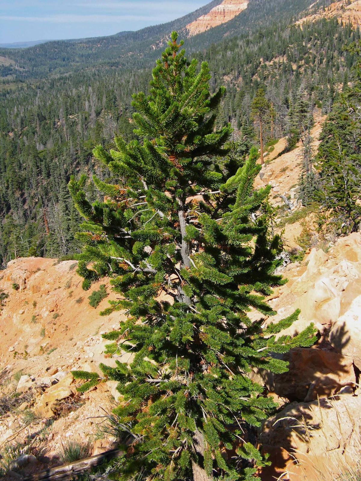 In the Company of Plants and Rocks: Super easy tree id ... while ...