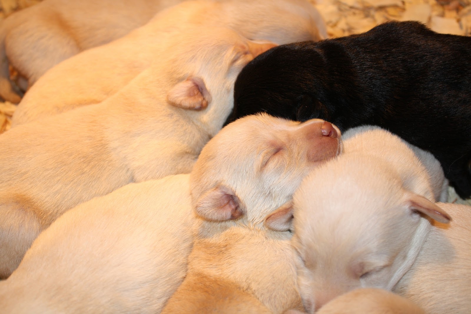 Top of the Hill Labs: One Week Old - Puppies Doing Great!