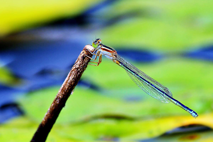 Damsel Fly (Capung Jarum) | My Macro World