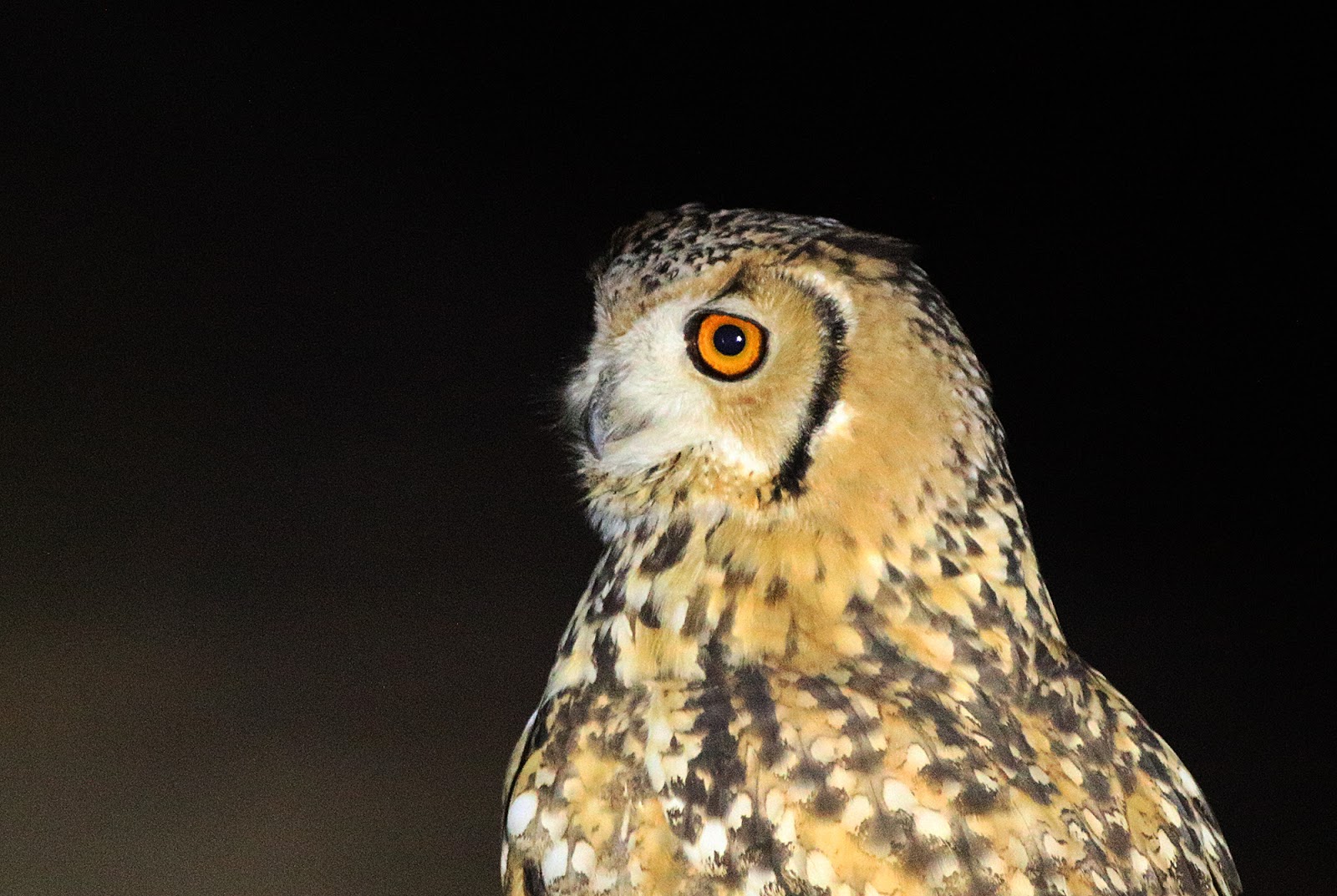 Mark James Pearson: Israel '18 - Pharoah Eagle Owl