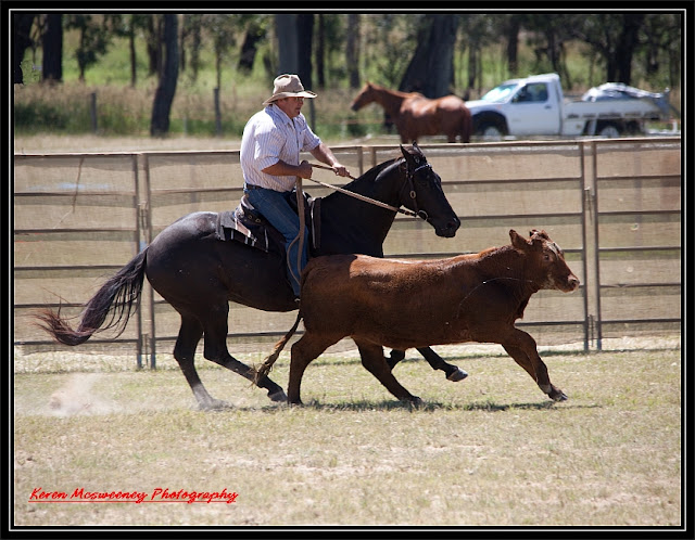 keren Mcsweeney Photography: At the Cooyar campdraft March 2013