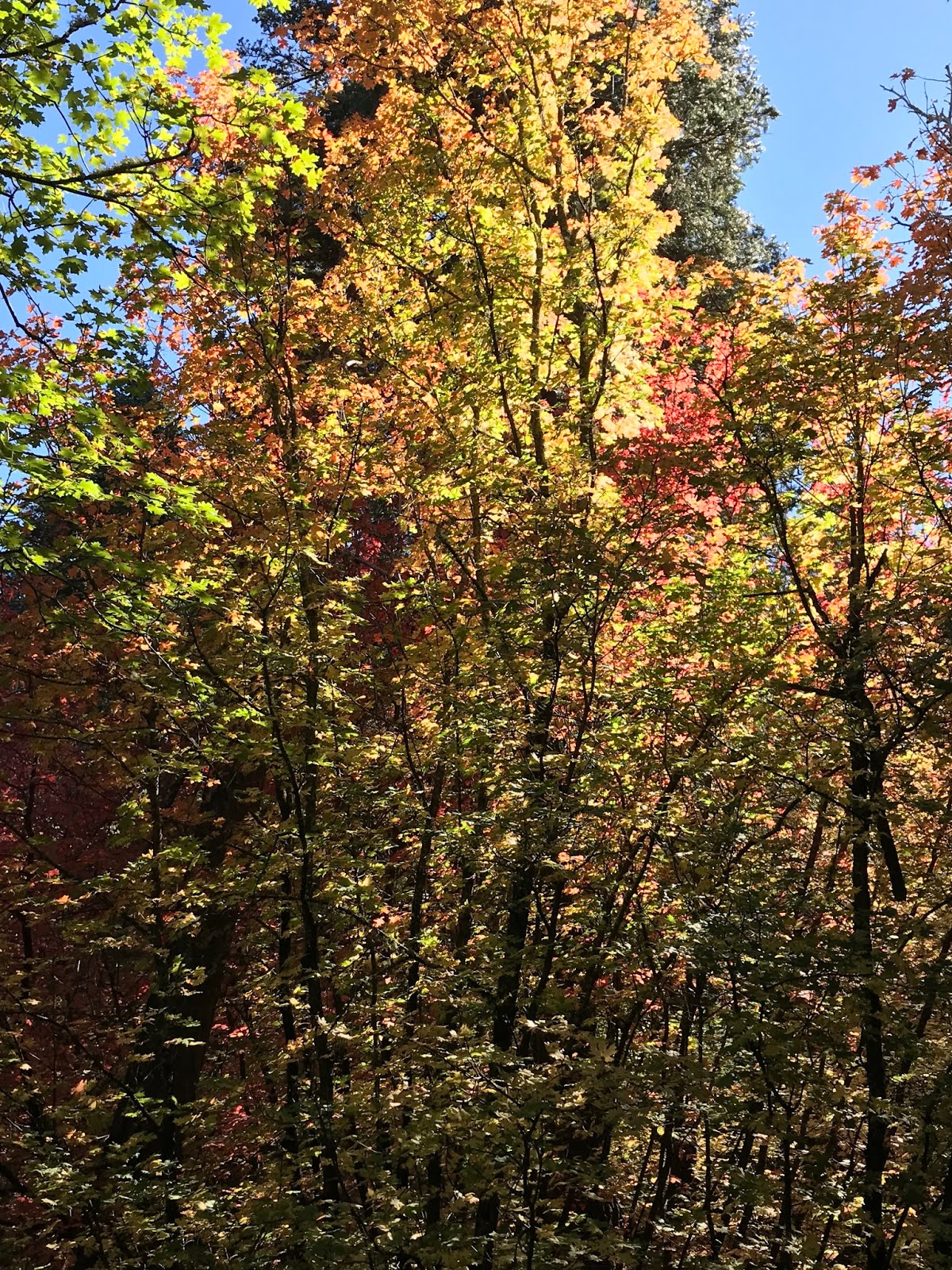 Southern New Mexico Explorer: Carissa Lookout, Long Canyon-Lincoln ...