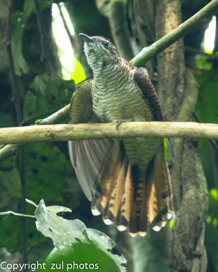 Zul Ya - Birds of Peninsular Malaysia: Banded Bay Cuckoo