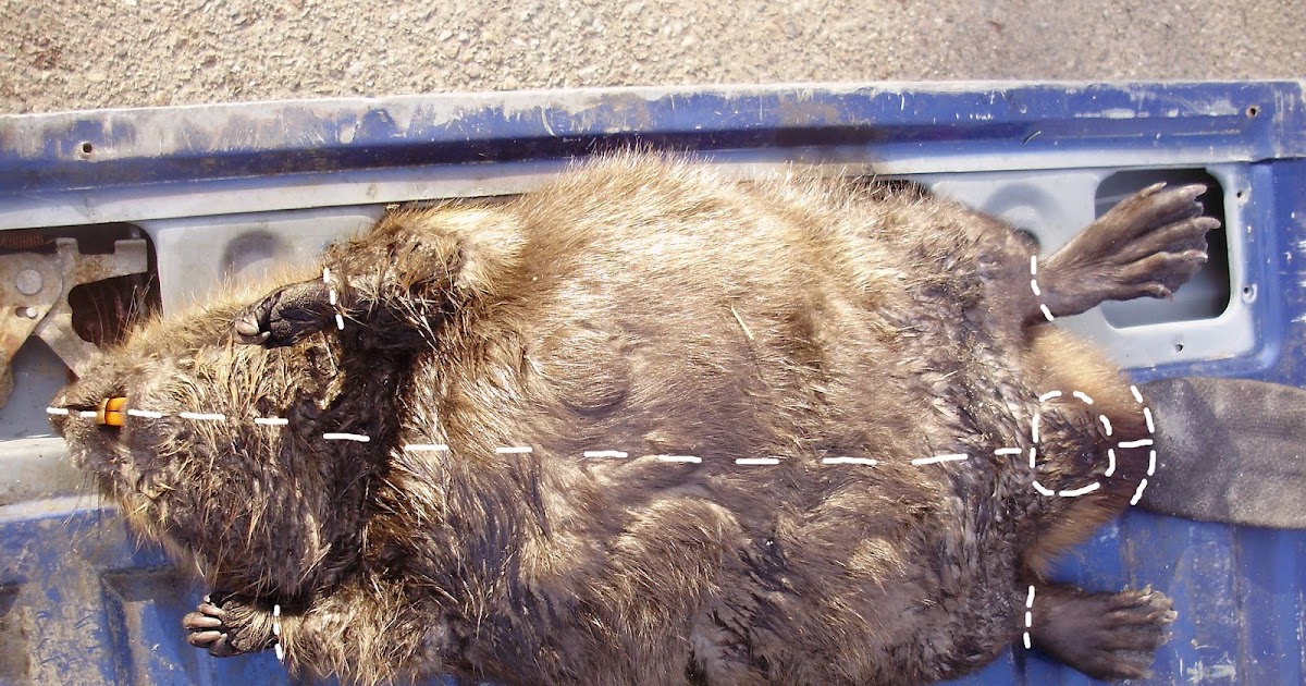 Wild Wisconsin: So, You Want to Eat a Beaver