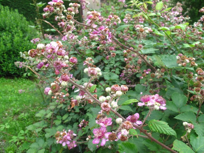 Pivoines et Macarons: Rubus ulmifolium - Ronce à feuilles d'orme