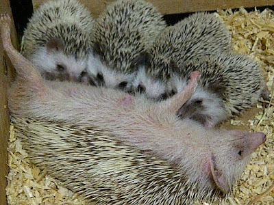 Landak Mini (Foto) ~ Landak Manis