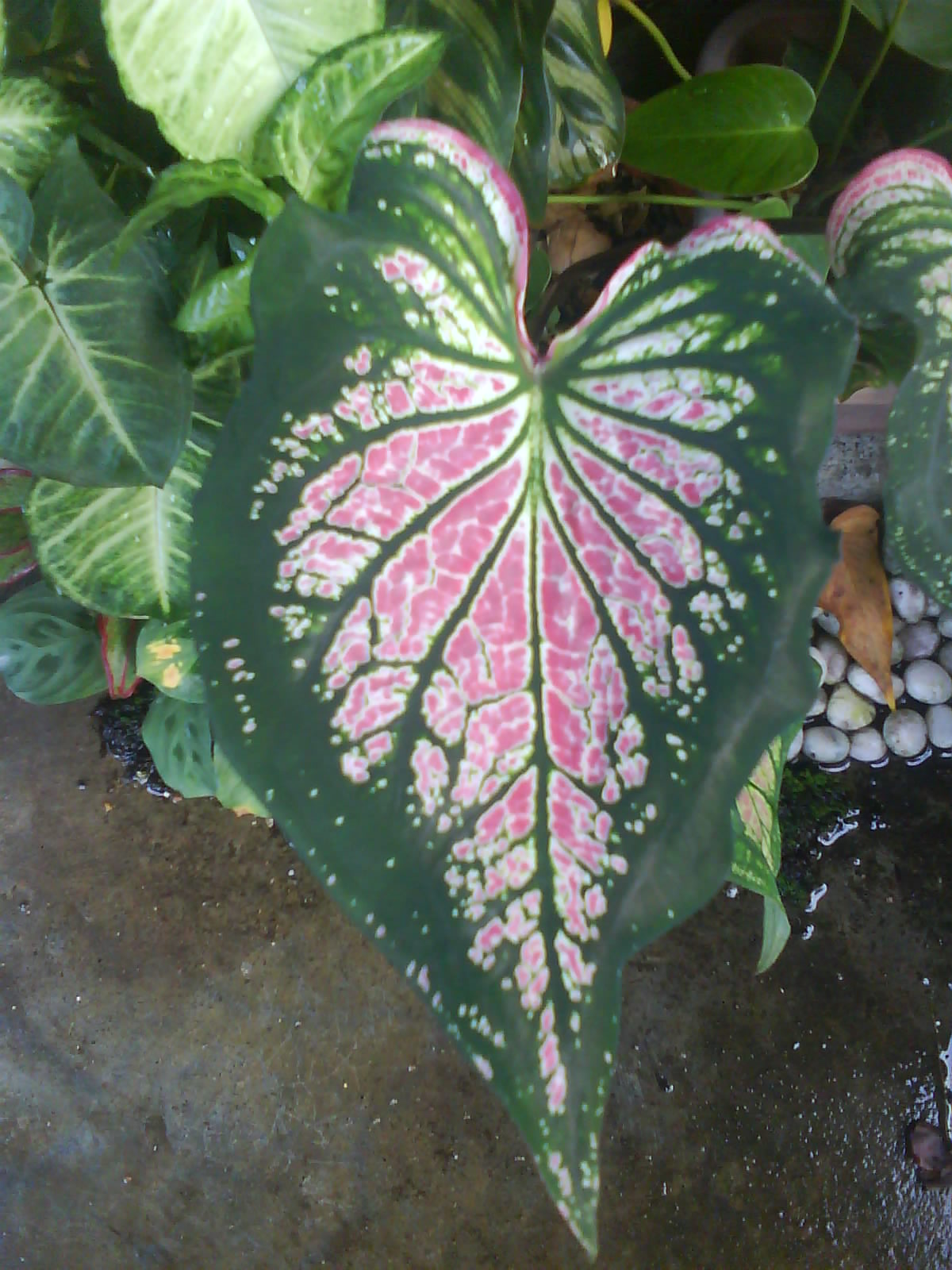 Garden Chronicles of James David: Caladium "Thai Beauty"