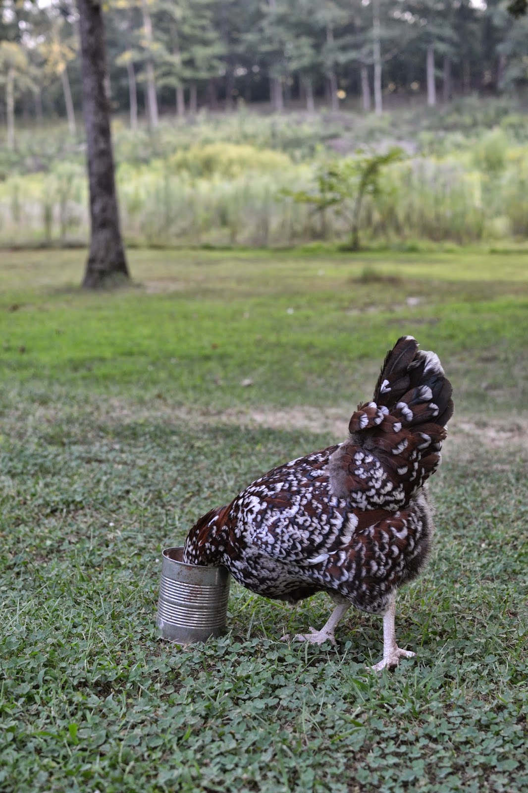 Our Neck of the Woods: Feathered Friend Friday: Chickens With Disabilities