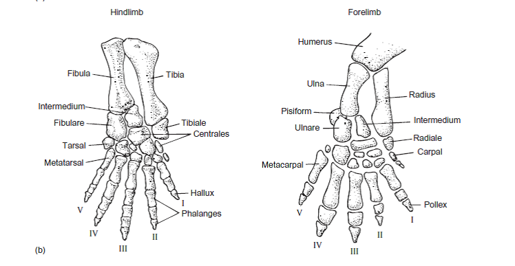 Ciencias de Joseleg: Manos y pies en los tetrápodos
