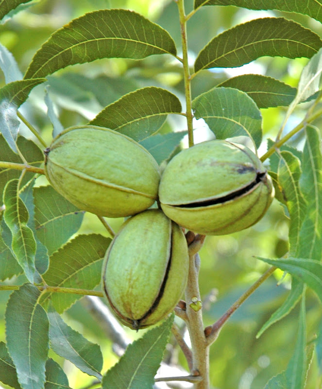 Northern Pecans: Shuck split still 18 days early