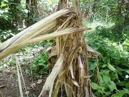 What about your saucepans?: Galipote on the loose