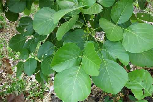 Palash Tree in Hinduism – Religious Significance of Palash Tree | Hindu ...