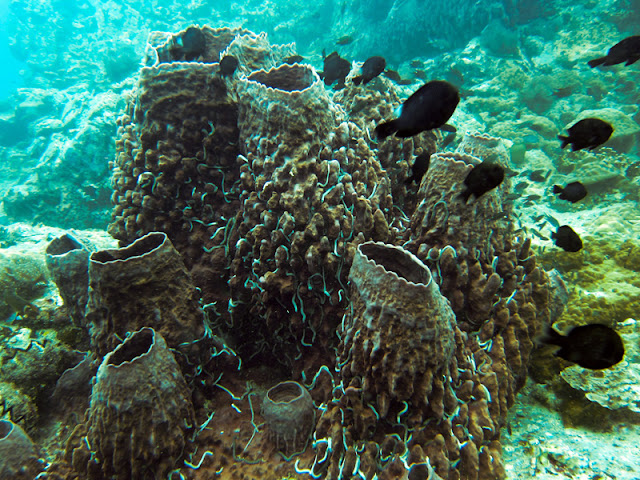 The SeaLifeBase Project: Seven barrel sponges