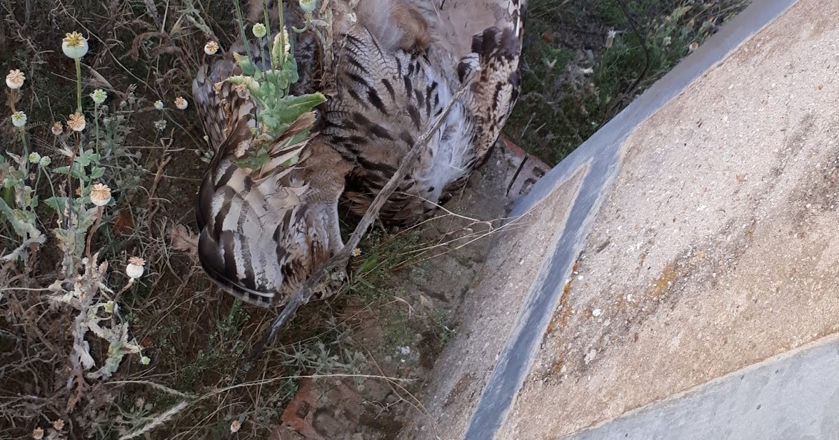 Los Ojuelos de Villarrubia de los Ojos: Un búho real (Bubo bubo) muerto ...