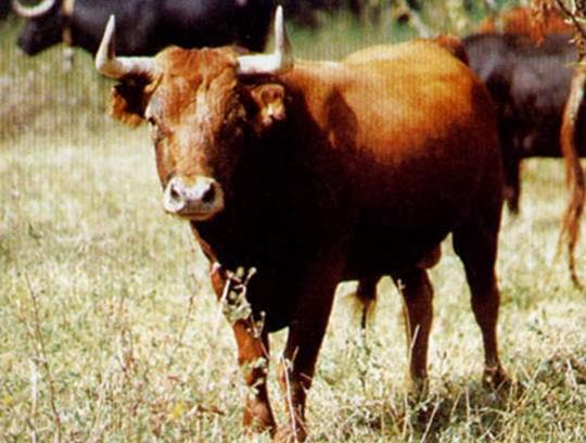 BARRERA DE SOL : El toro de lidia 2/2