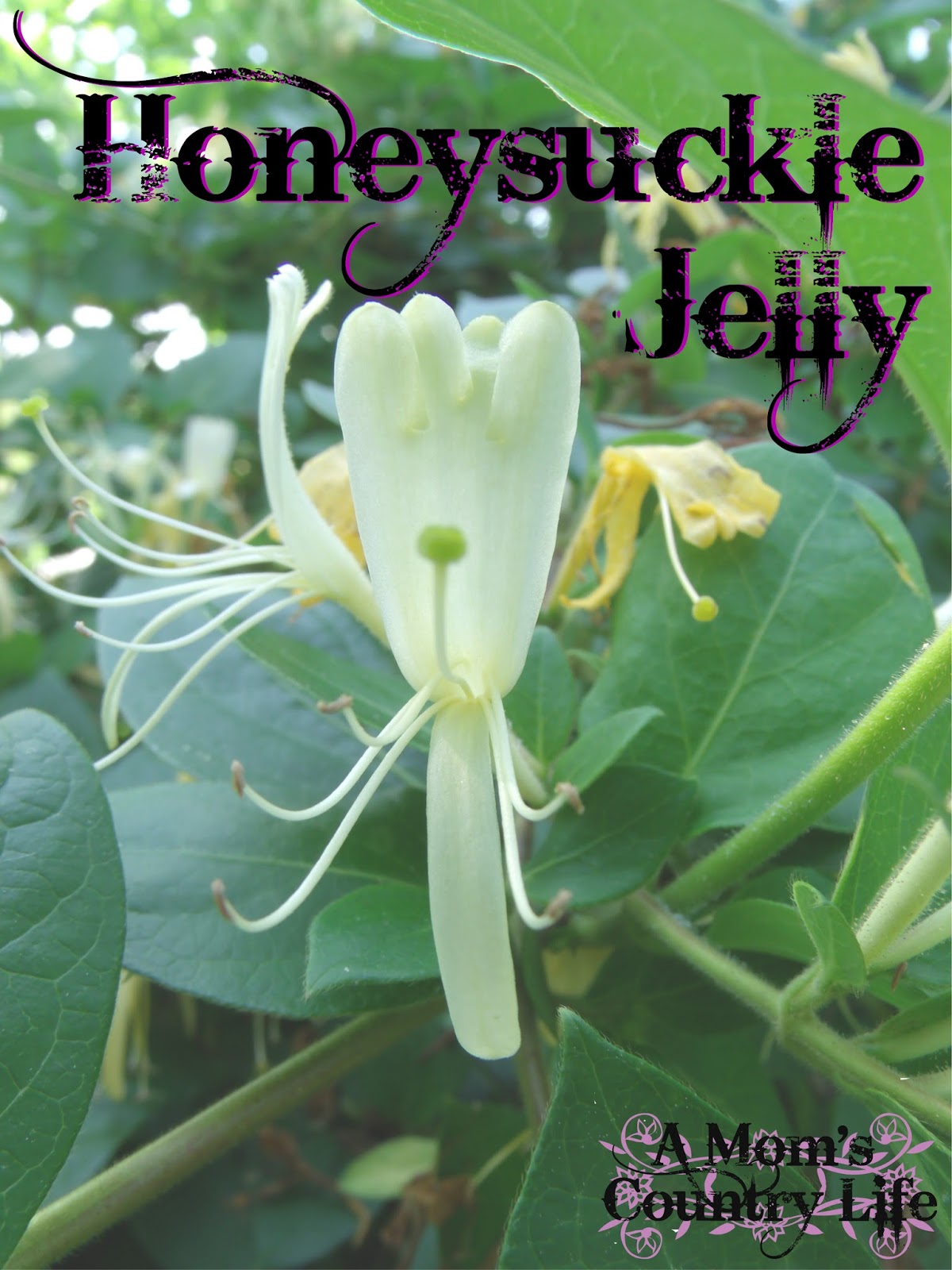 A Mom's Country Life: Honeysuckle Jelly Recipe