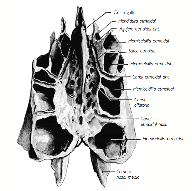 Morfofunción: Cabeza y cuello: Etmoides