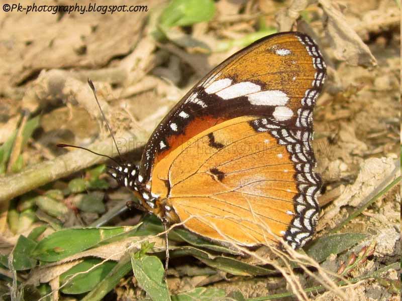 Danaid Eggfly Butterfly | Nature, Cultural, and Travel Photography Blog