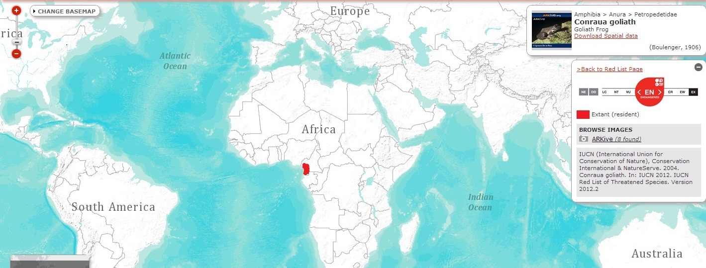 save nature animal: Goliath Frog