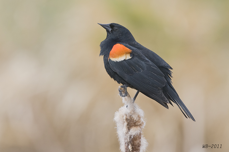 For the birds: Blackbirds in the cattail marshes