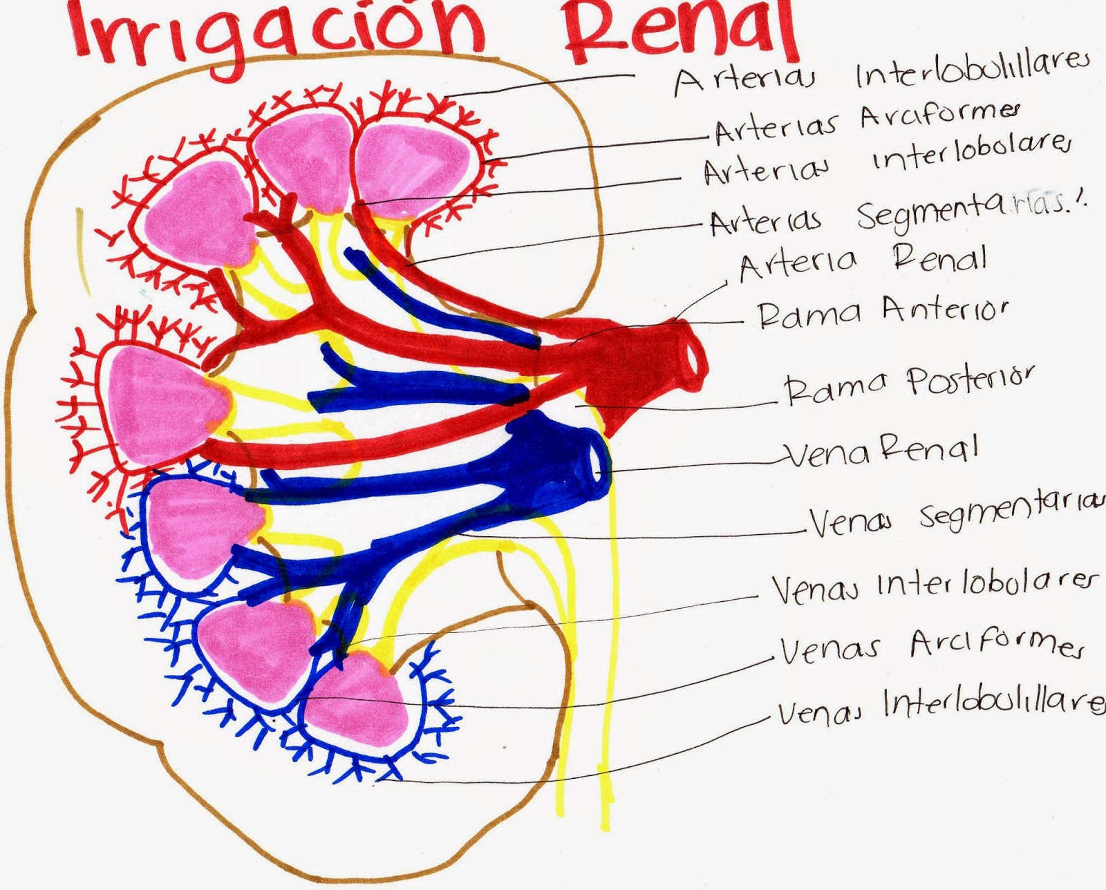 Blog de Fisiologia de Ana Virginia Medina Rodríguez II: Irrigación ...