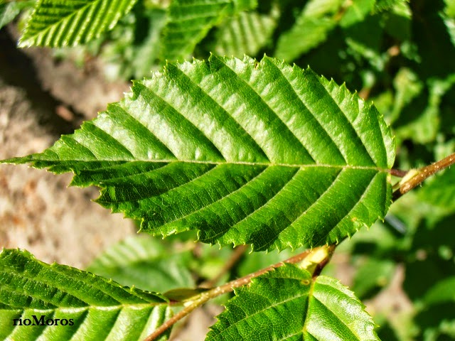 CARPE: Carpinus betulus | Plantas rioMoros