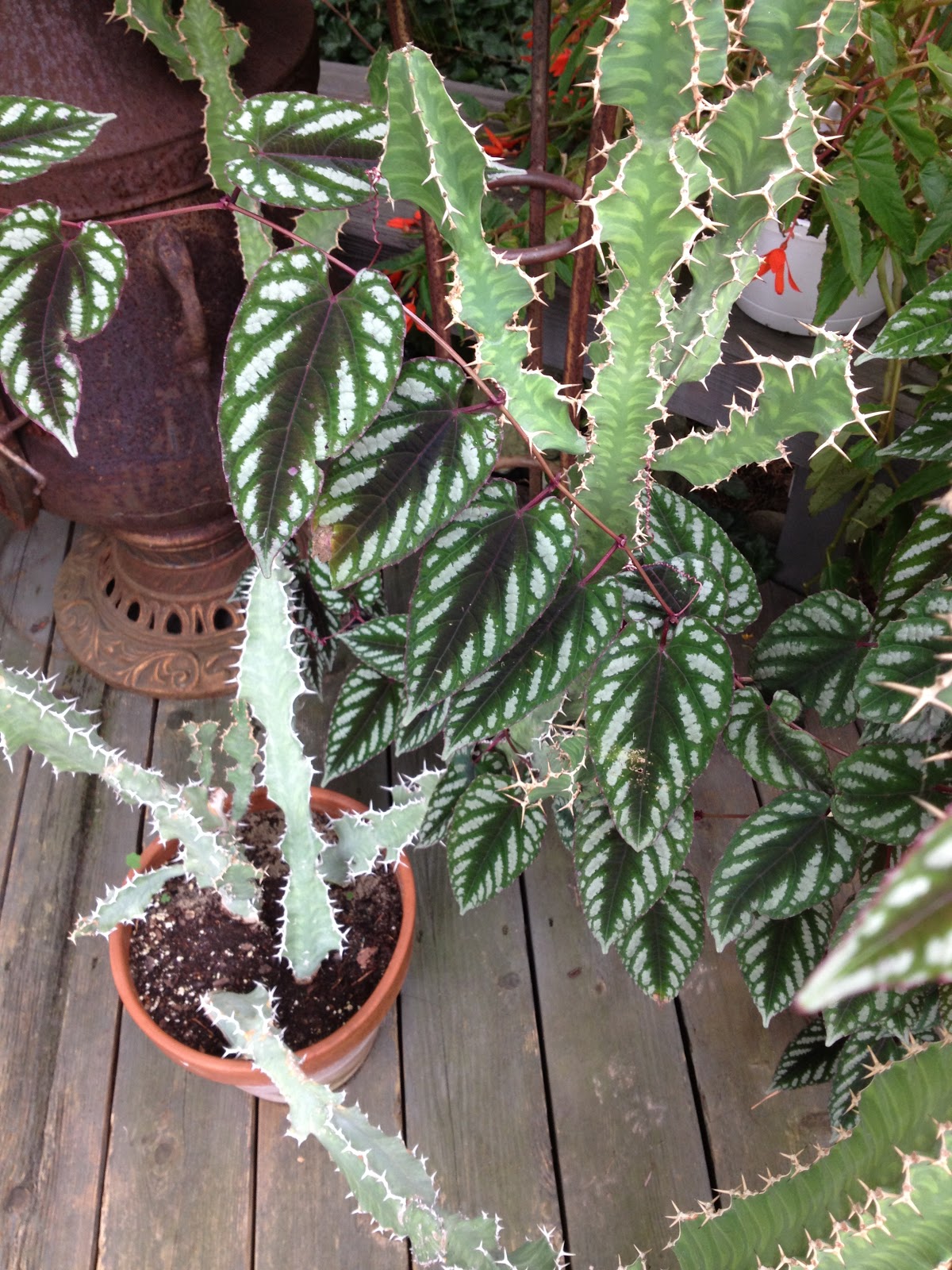 Houseplant Guru: Rambling On About Cissus