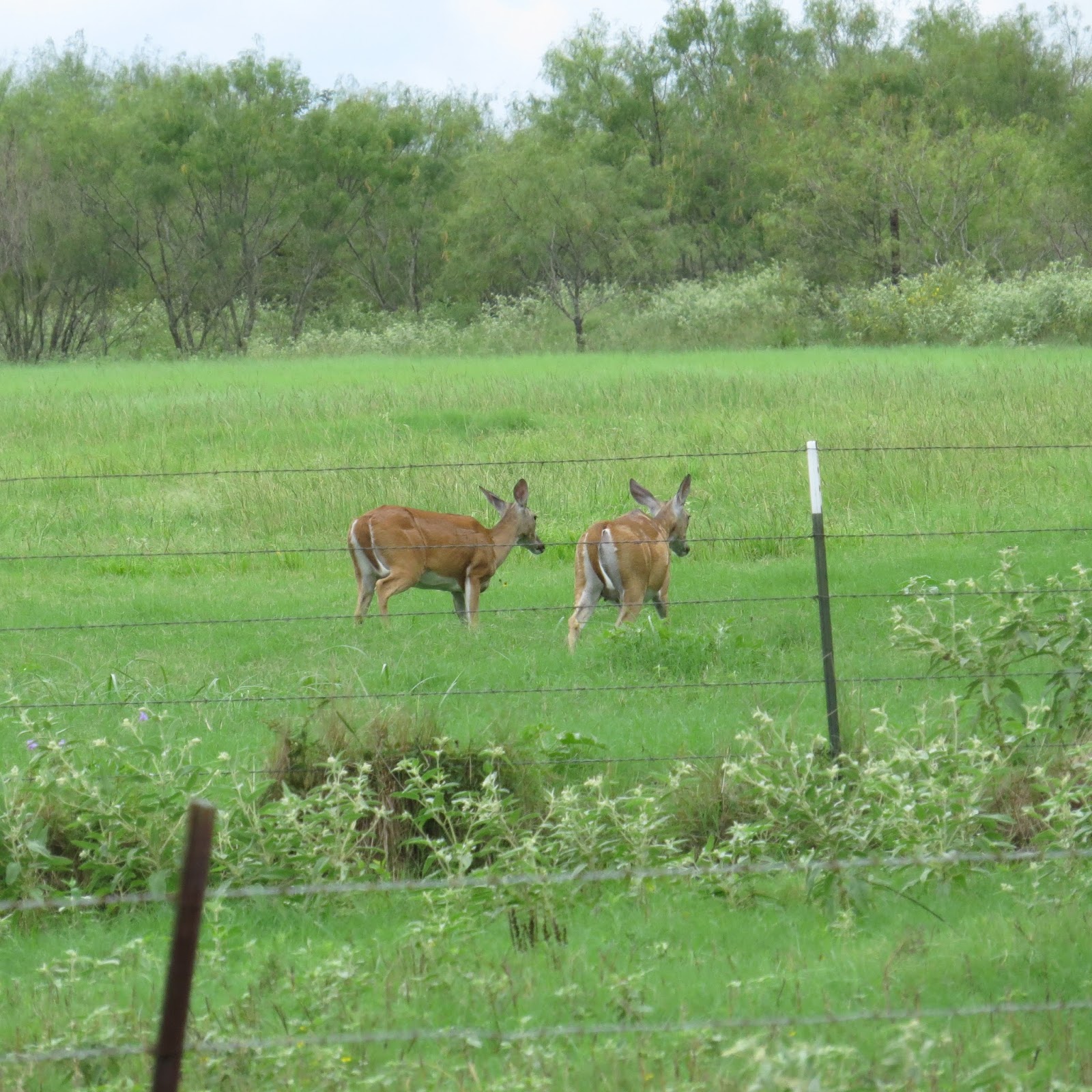 Navasota Ranch: Hubbard, Texas